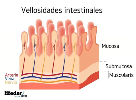 Yeyuno características función anatomía