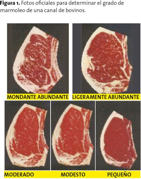 Clasificaci N De La Carne Bm Editores