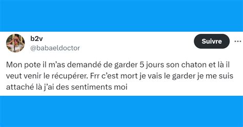 Top 20 des tweets les plus drôles sur les chatons vous allez craquer