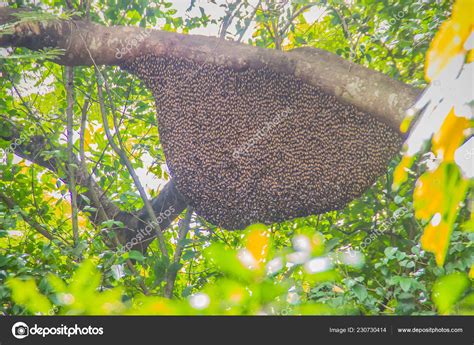 Beehive Hanging From Tree