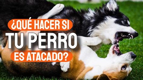 Consecuencias Y Pasos A Seguir Si Tu Perro Ataca A Otro Canino