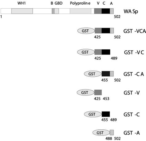 Domain Organization Of WASp And GST Fusion Constructs Of WASp C