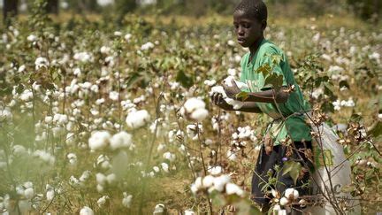 Mali La Culture Du Coton En Chute De 75 Pour La Campagne En Cours