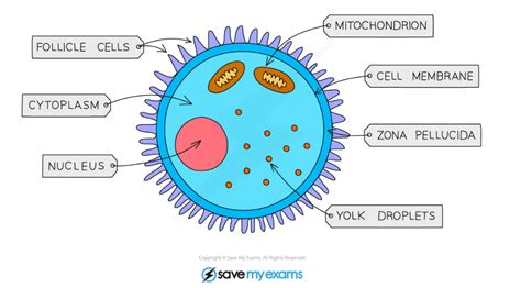 Edexcel A SNAB A Level Biology 复习笔记3 3 1 Mammalian Gametes 翰林国际教育