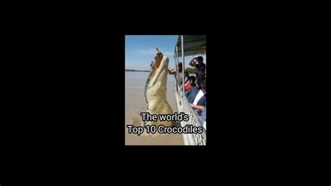 Lolong The Biggest Crocodile In The World The World S Top