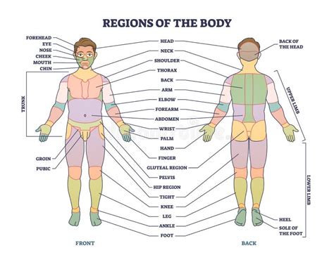 Regioni Del Corpo Umano Come Parti Anteriori O Posteriori Descrivono Il
