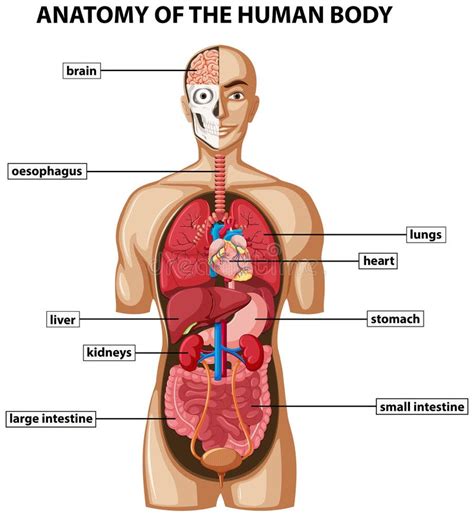 Diagramme Montrant L Anatomie Du Corps Humain Avec Des Noms