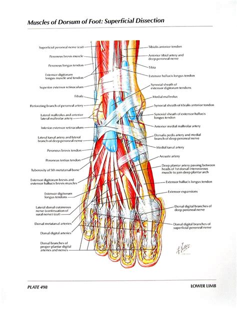 Anatomy Print Muscles Of Dorsum Of Foot Superficial