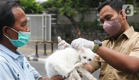 FOTO Pemeriksaan Kesehatan Hewan Di Pasar Barito Foto Liputan6