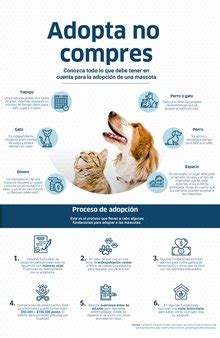 Consejos Para Adoptar Un Perro Adulto O Cachorro 2024
