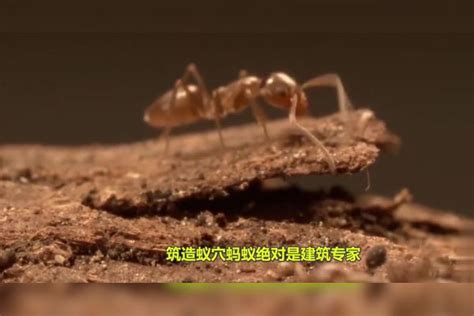 研究人员将10吨水泥倒入蚁穴足足8米深蚁巢工程让人大开眼界 蚁巢 蚁穴 工程