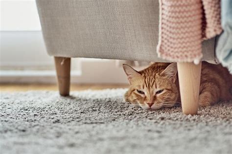 10 Maneiras de saber se seu gato está dor Cats