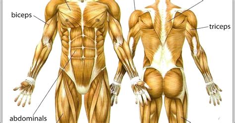 Human Body Muscles Diagram Bbc Science Nature Human Body And Mind