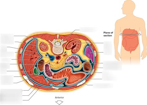 Transverse Section Through Abdomen Diagram Quizlet
