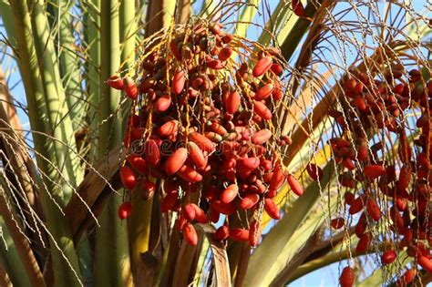 A Rich Harvest Of Dates On Date Palms In A City Park In Northern Israel