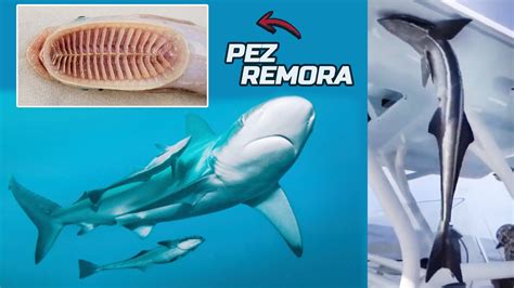 PEZ REMORA El PEZ QUE SE PEGA DONDE SEA AcuariosLP YouTube