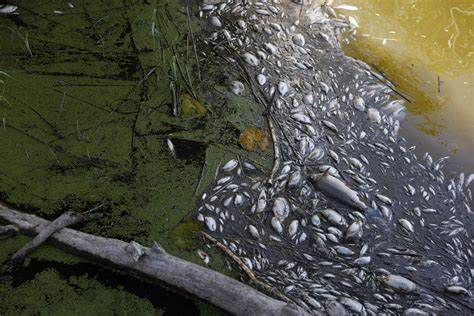 Periódico UNAL En el Caribe colombiano los peces se mueren por falta