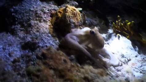 15 Mariana Trench Creatures That Are SCARY Video Dailymotion