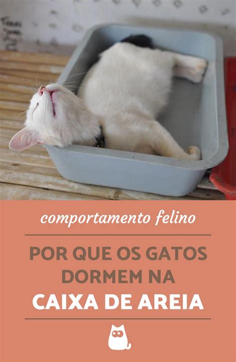 Por Que Gato Deita Na Caixa De Areia Descubra O Problema I Petz