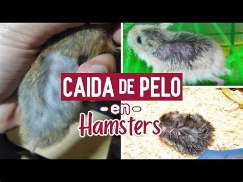 Por qué mi hámster pierde pelo Descubre las causas principales