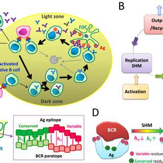 Schematic Depiction Of In Silico Model A Players And Processes In The