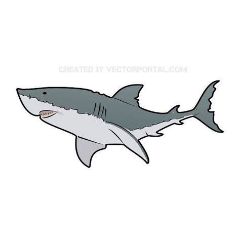 Great White Shark Illustration Royalty Free Stock Svg Vector And Clip Art