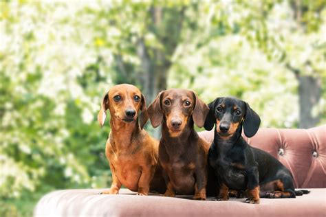Dachshund Ou Teckel InfoEscola