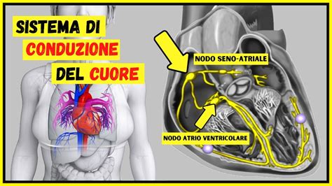 Battito Cardiaco Sistema Di Conduzione Del Cuore Come Funziona