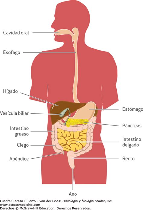 Capitulo 15 Embriologia Del Aparato Digestivo Sistema Digestivo Porn