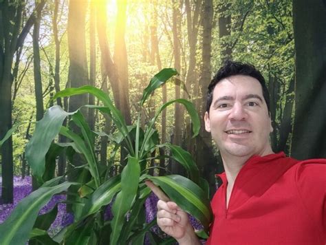 Como Mantener Y Cuidar Tronco De Brasil Plantas Y Jardines