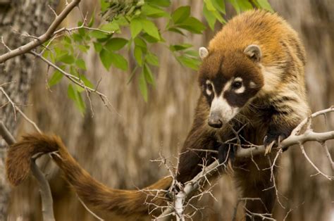 5 imágenes de la vida salvaje de México elegidas por Nat Geo FOTOS
