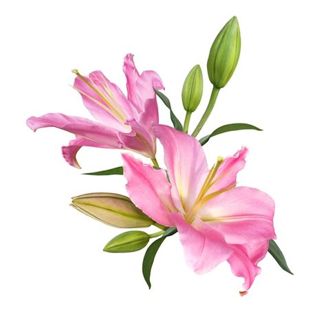 Hermoso Ramo De Flores De Lirio Rosa Aislado Sobre Fondo Blanco Foto