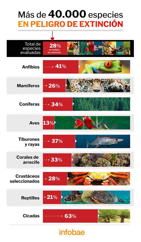 Animales en peligro de extinción las 20 especies más emblemáticas que