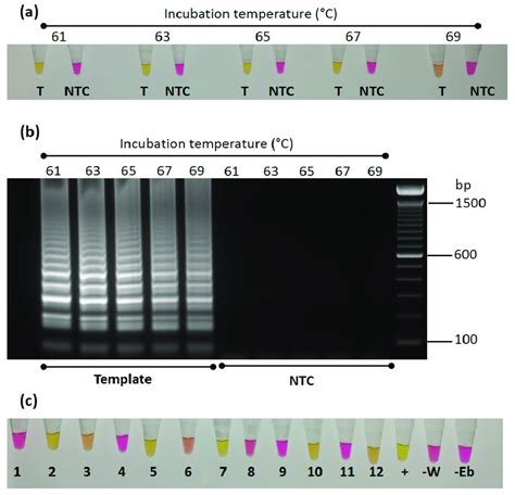optimization and testing of colorimetric loop mediated isothermal download scientific diagram