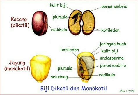 Mengenal Lebih Dekat Contoh Tanaman Dikotil Dan Monokotil