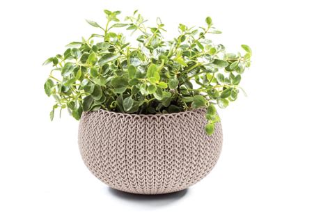 Details Imagen Macetas Para Plantas De Interior Abzlocal Mx