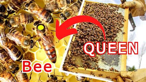 Cómo se produce la fecundación de la abeja reina de manera efectiva