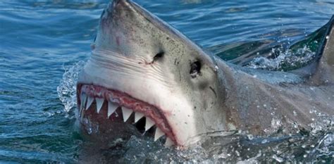 Los 20 animales más peligrosos del mundo