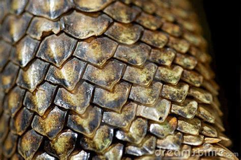Iguana Scales Close Up Reptile Scales Reptiles Dragon Scale