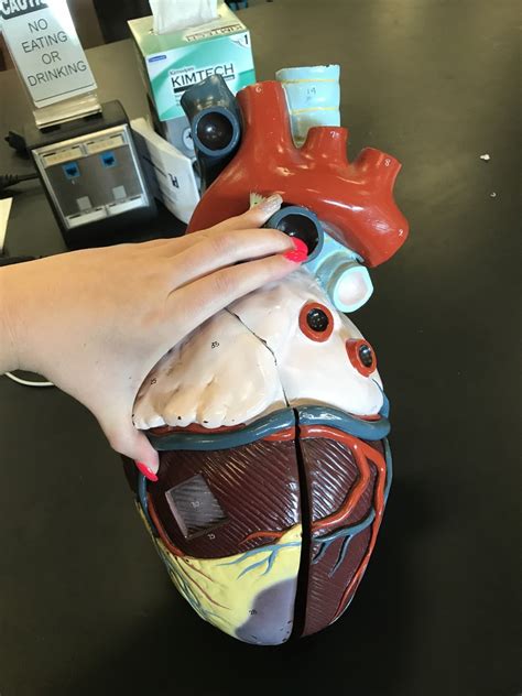 Heart Diagram Quizlet