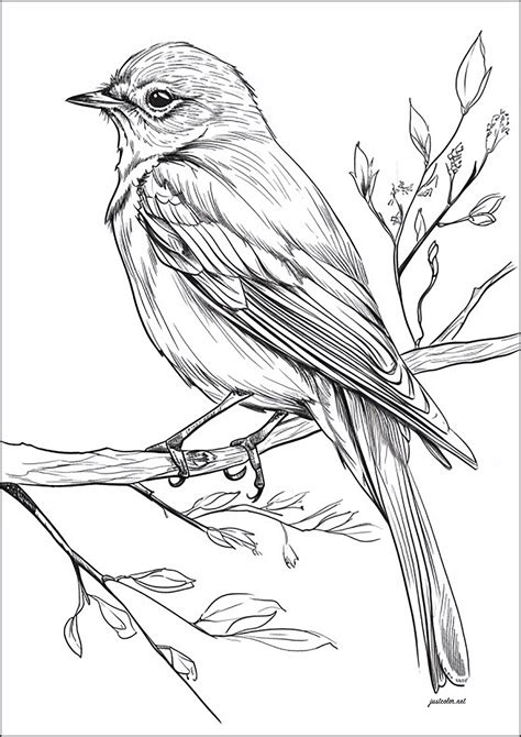 Realistic Drawing Of A Bird On A Branch Birds Adult Coloring Pages