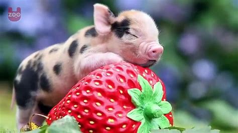 The Truth About Micro Pigs Full Grown Micro Pigs Video Dailymotion