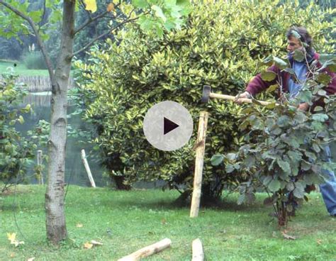 Comment Tuteurer Un Arbre Fruitier Promesse De Fleurs