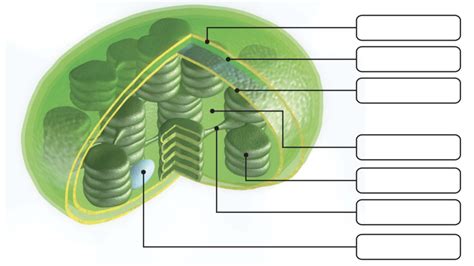 Schaubild Der Chloroplast Q2 Quizlet