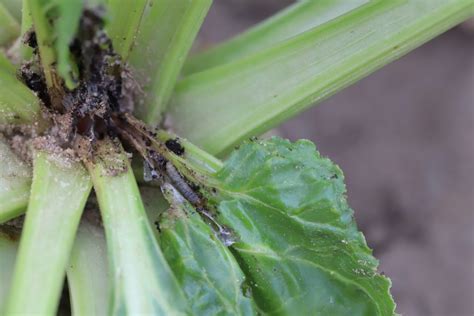 La importancia vital del control de plagas en los cultivos agrícolas