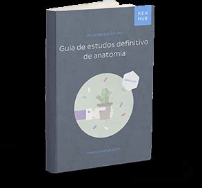 TC De Abdome Como Interpretar Uma TC De Abdome Kenhub