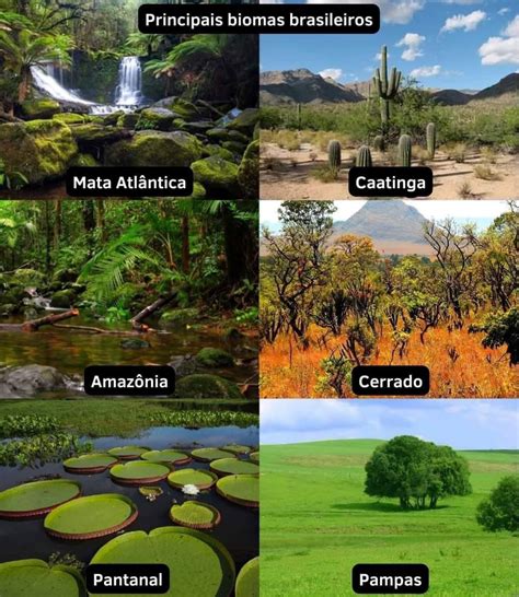 Pin De Gustavo Zanin Em Material De Apoio Biomas Bioma Brasileiro Bioma