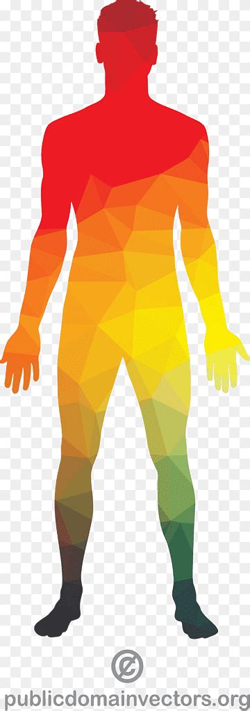 Silueta cuerpo humano png imágenes PNGWing