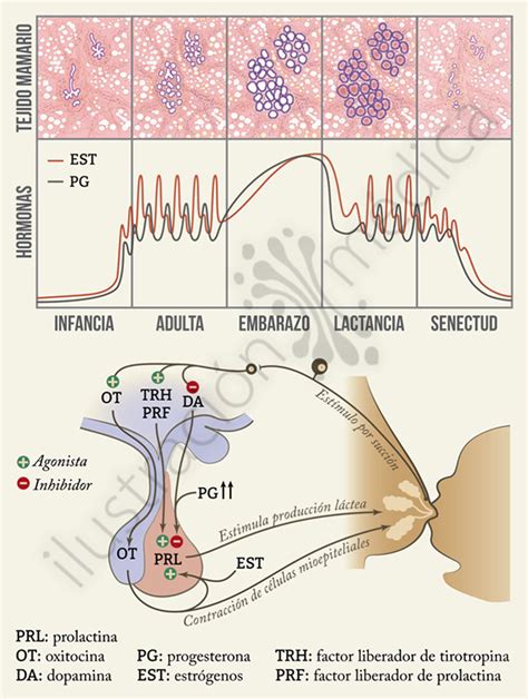 Fisiopatologia Del Cancer De Mama
