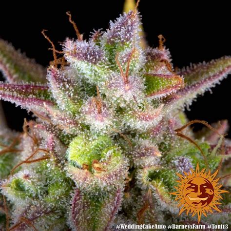 WEDDING CAKE AUTO Autoflowering Cannabis Seeds BARNEYS FARM